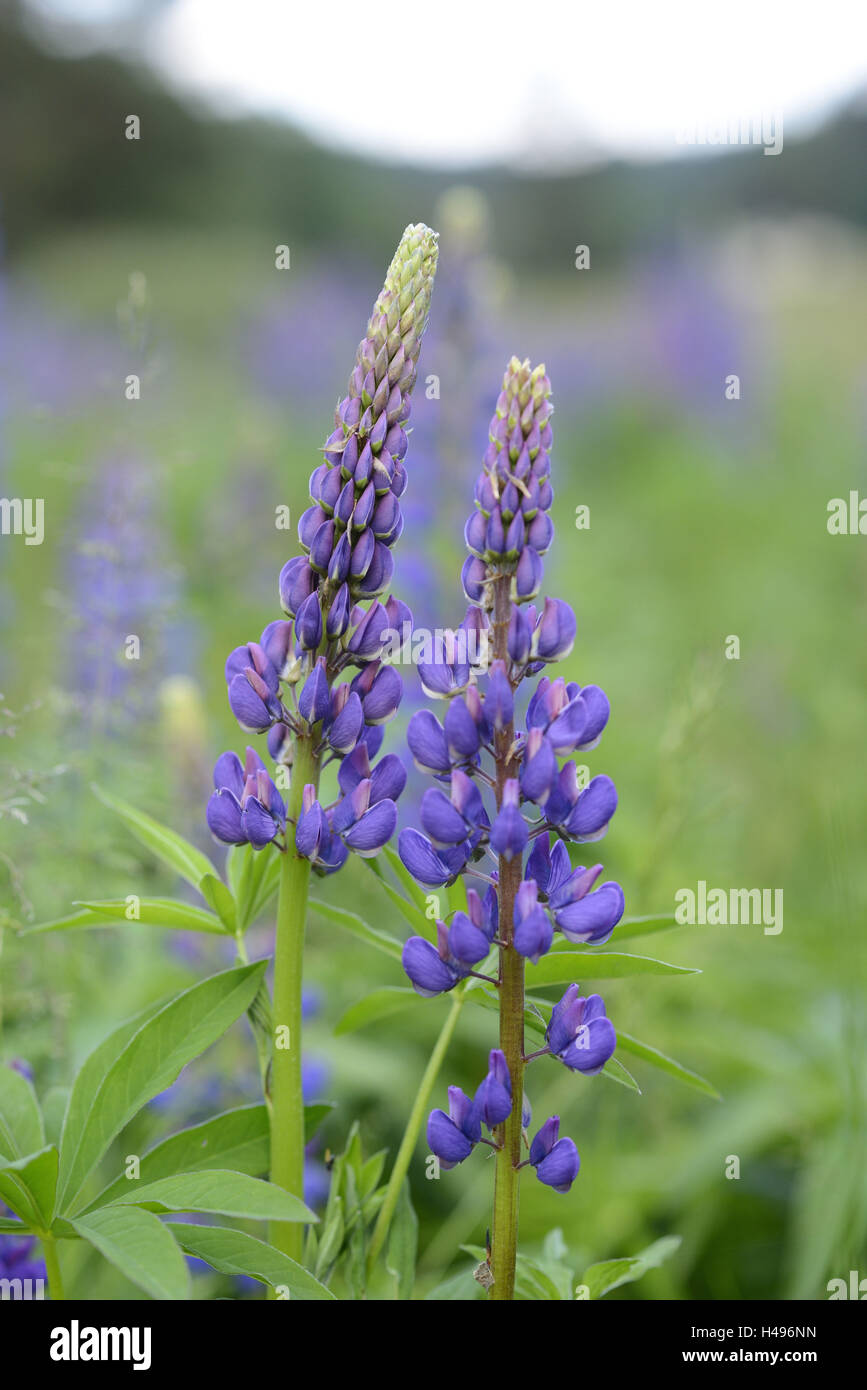 Blue lupin, Lupinus angustifolius, blossoms Stock Photo - Alamy
