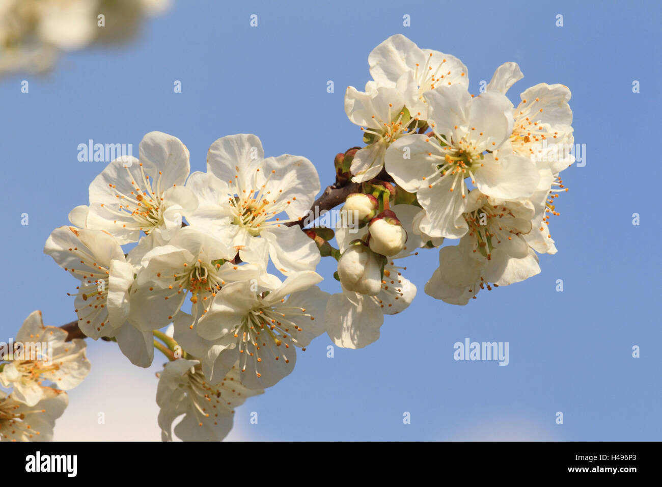 Morello cherry tree hi-res stock photography and images - Alamy