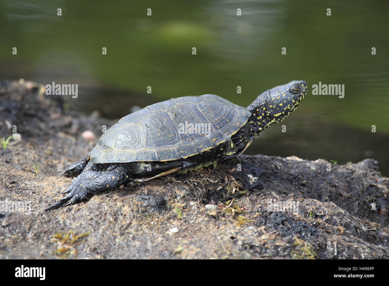 Terrapin in the wild hi-res stock photography and images - Alamy