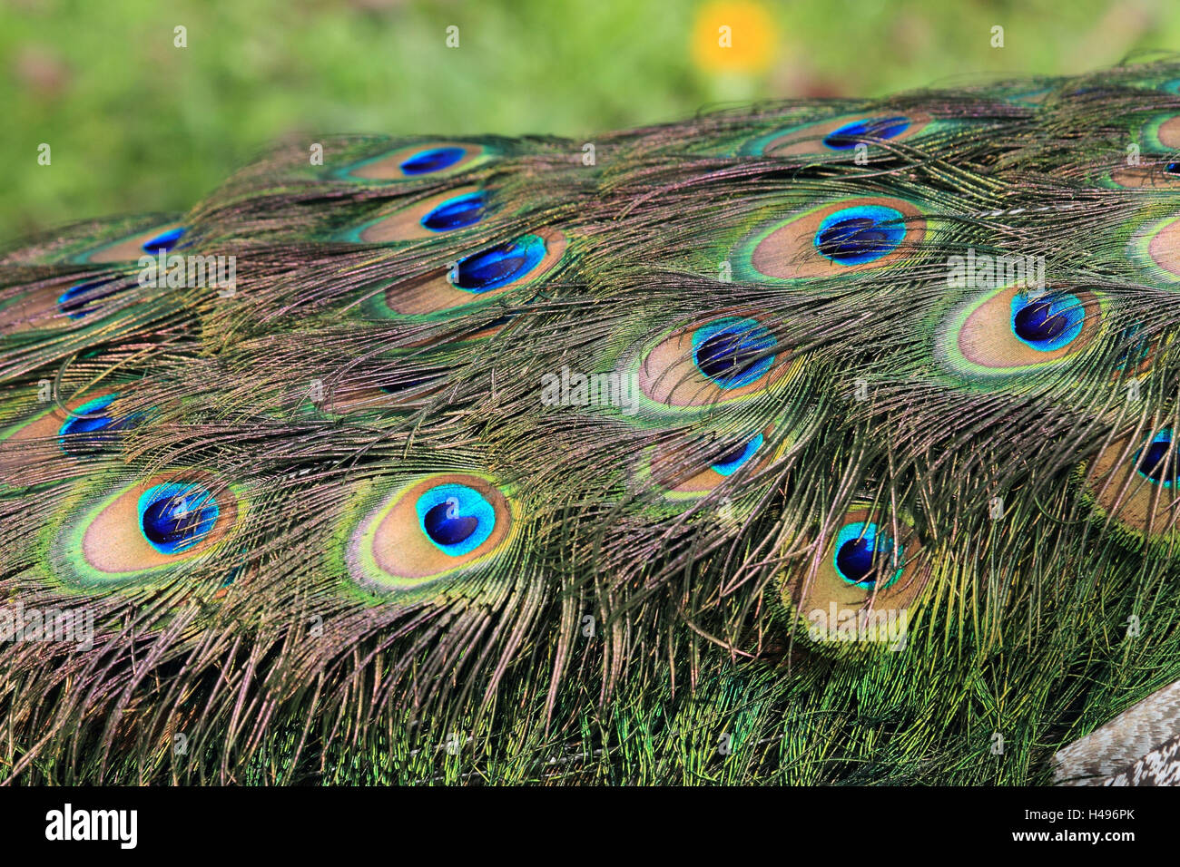 Peacocks hi-res stock photography and images - Alamy