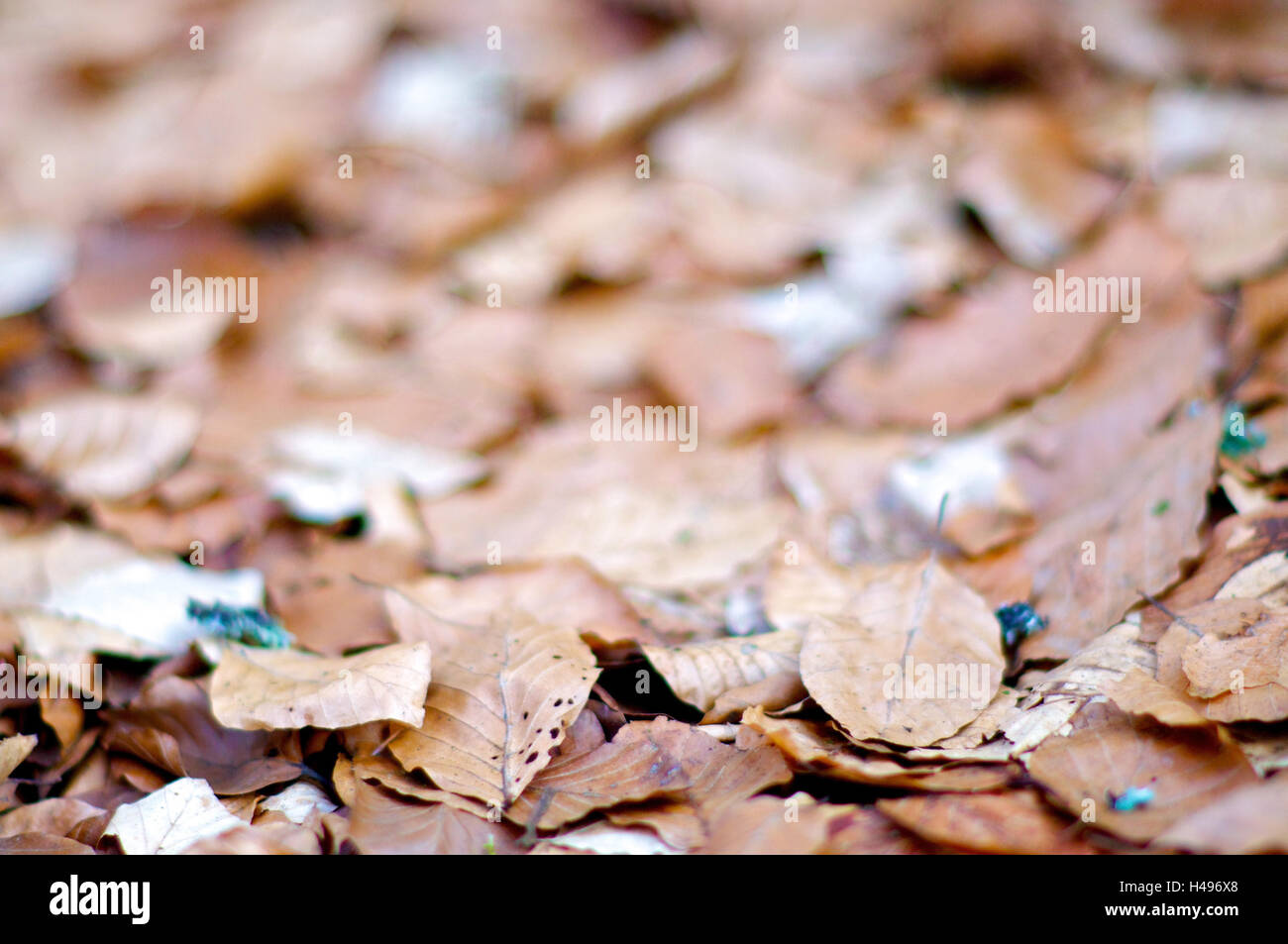 Foliage leaves, medium close-up Stock Photo - Alamy