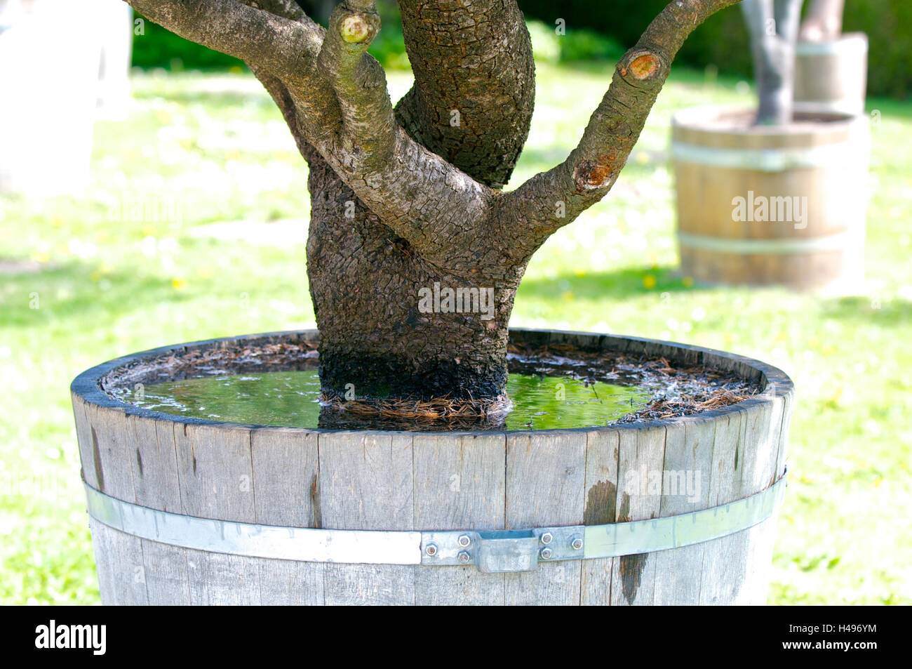 Cedar strain, wooden trough Stock Photo - Alamy