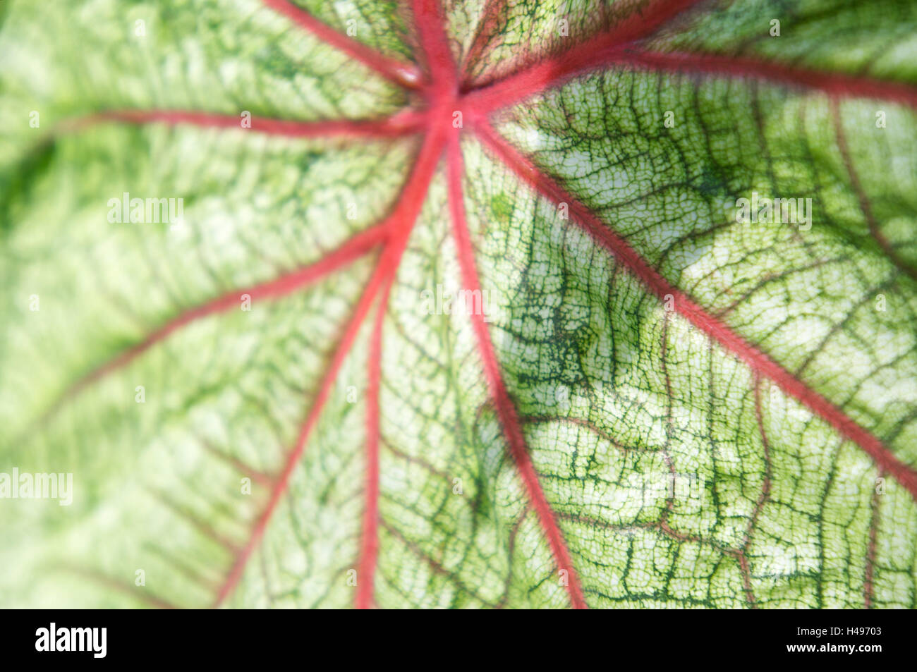 bichrome Kaladie, leaves, medium close-up Stock Photo - Alamy