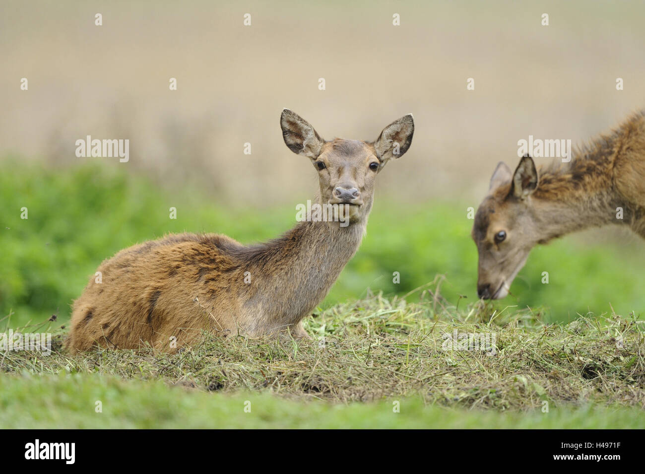 Red deer, Cervus elaphus, meadow, lie, at the side, view camera Stock ...