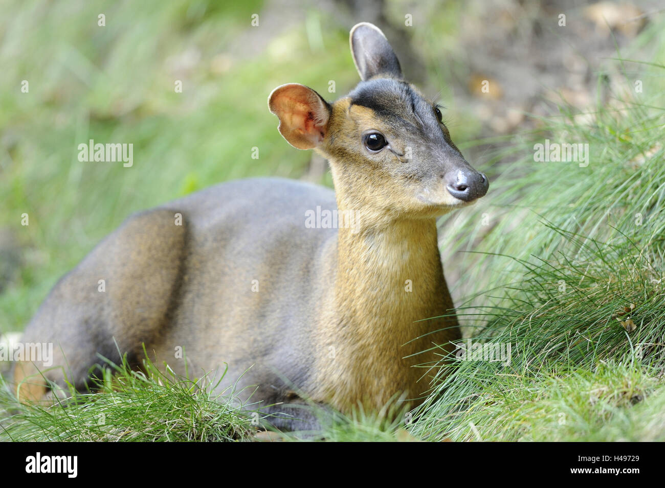 Chinese muntjak hi-res stock photography and images - Alamy