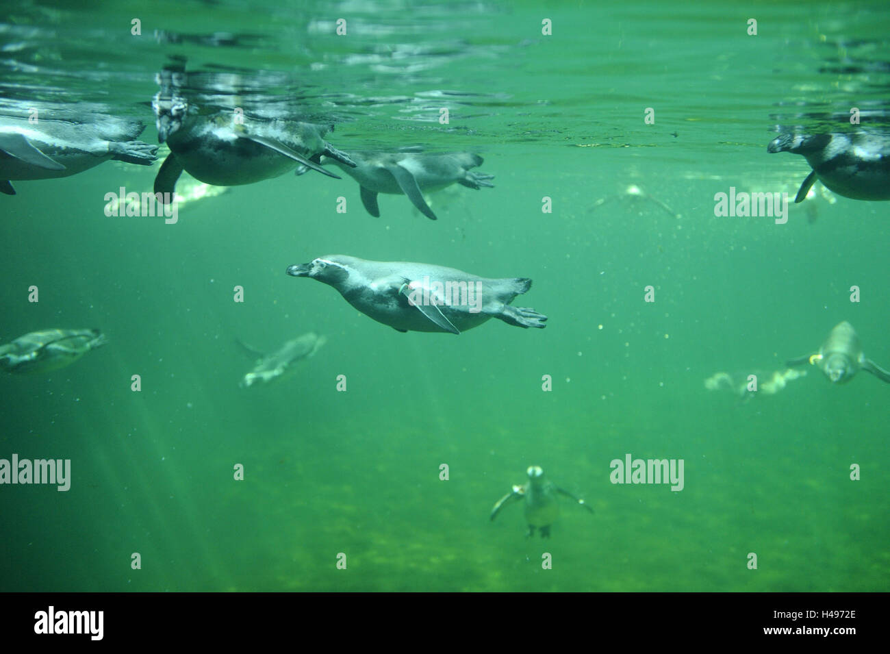 Humboldt's penguins, Spheniscus humboldti, underwater, skin-dive, at ...