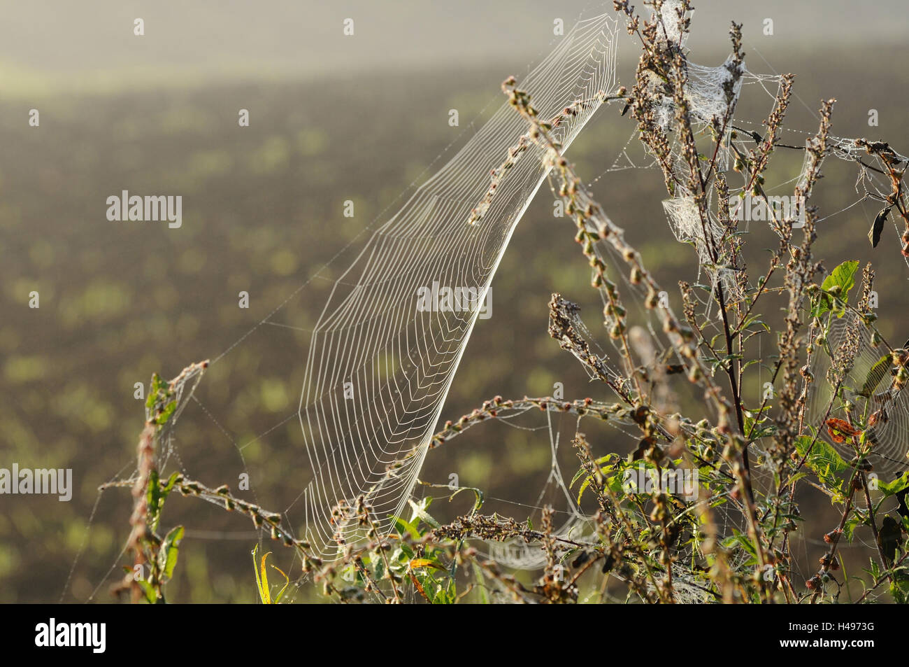 Web, rope, autumn Stock Photo - Alamy