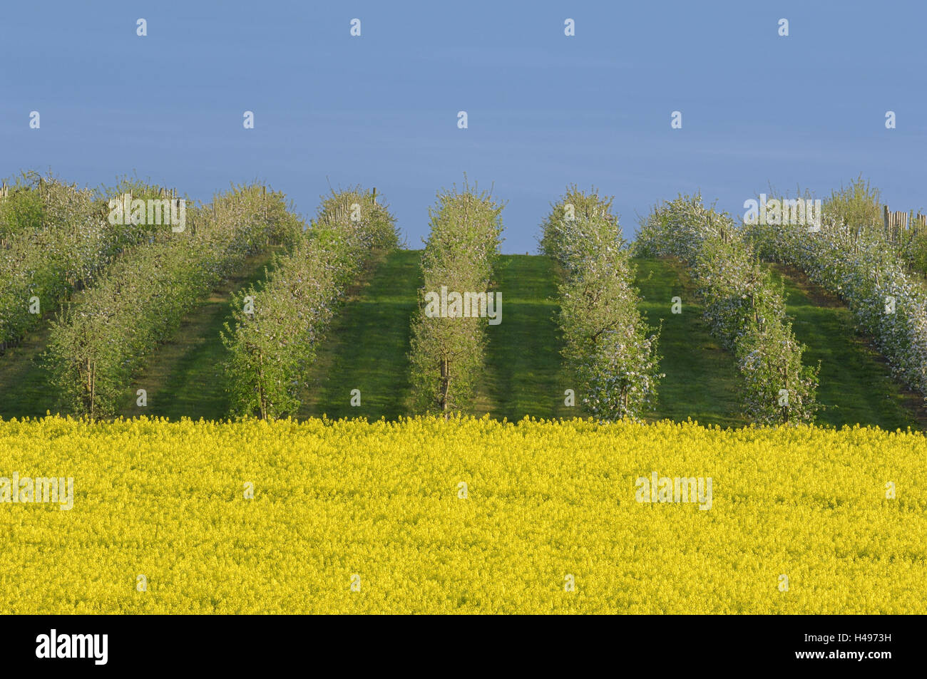 Plantation, apple-trees, rape field, spring, blossom, Germany, Bavaria ...