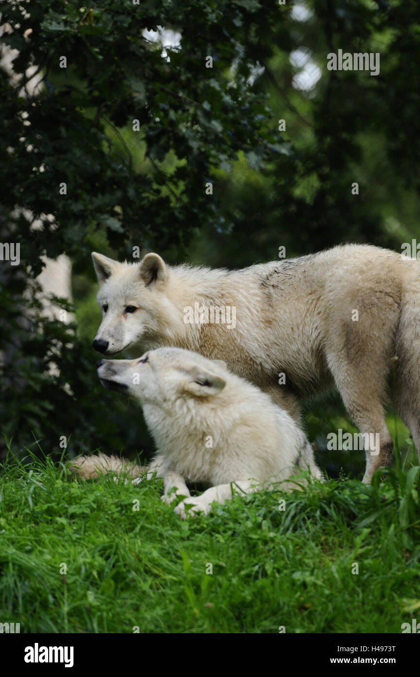 Polar wolves, Canis lupus arctos, Jung's wolves, at the side, view ...