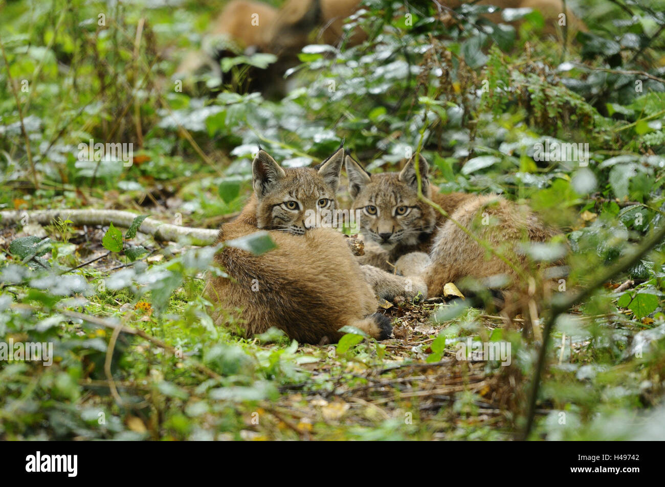 Eurasian lynxes, Lynx lynx, young animals, view camera Stock Photo - Alamy