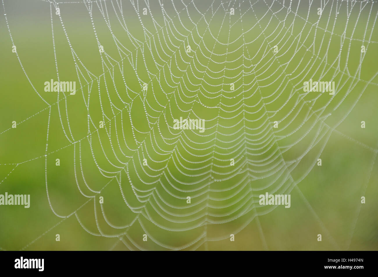 Web, rope, autumn, focus on the foreground Stock Photo - Alamy