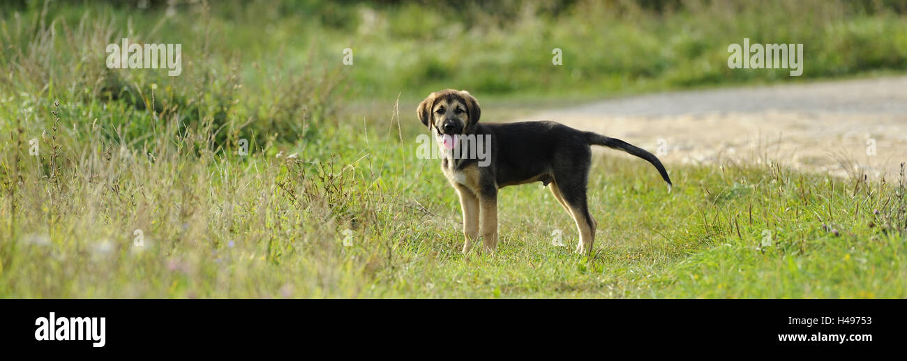Dog puppy, wayside, stand, at the side, view camera Stock Photo - Alamy