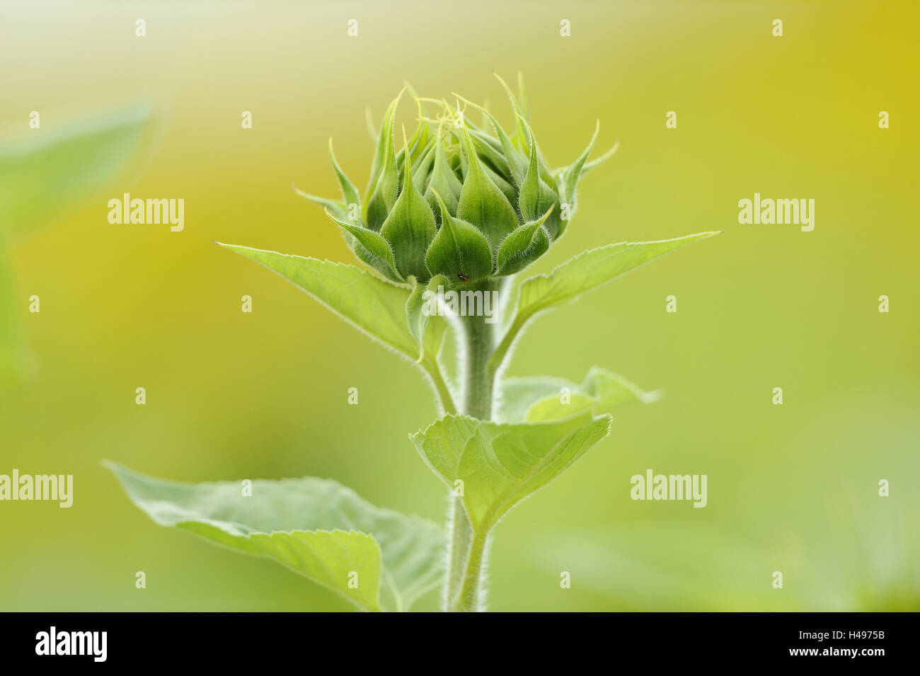 Sunflower closed hi-res stock photography and images - Alamy