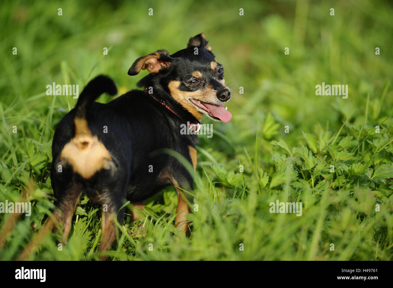Dwarf's pinschers, meadow, stand, at the side, view camera Stock Photo ...