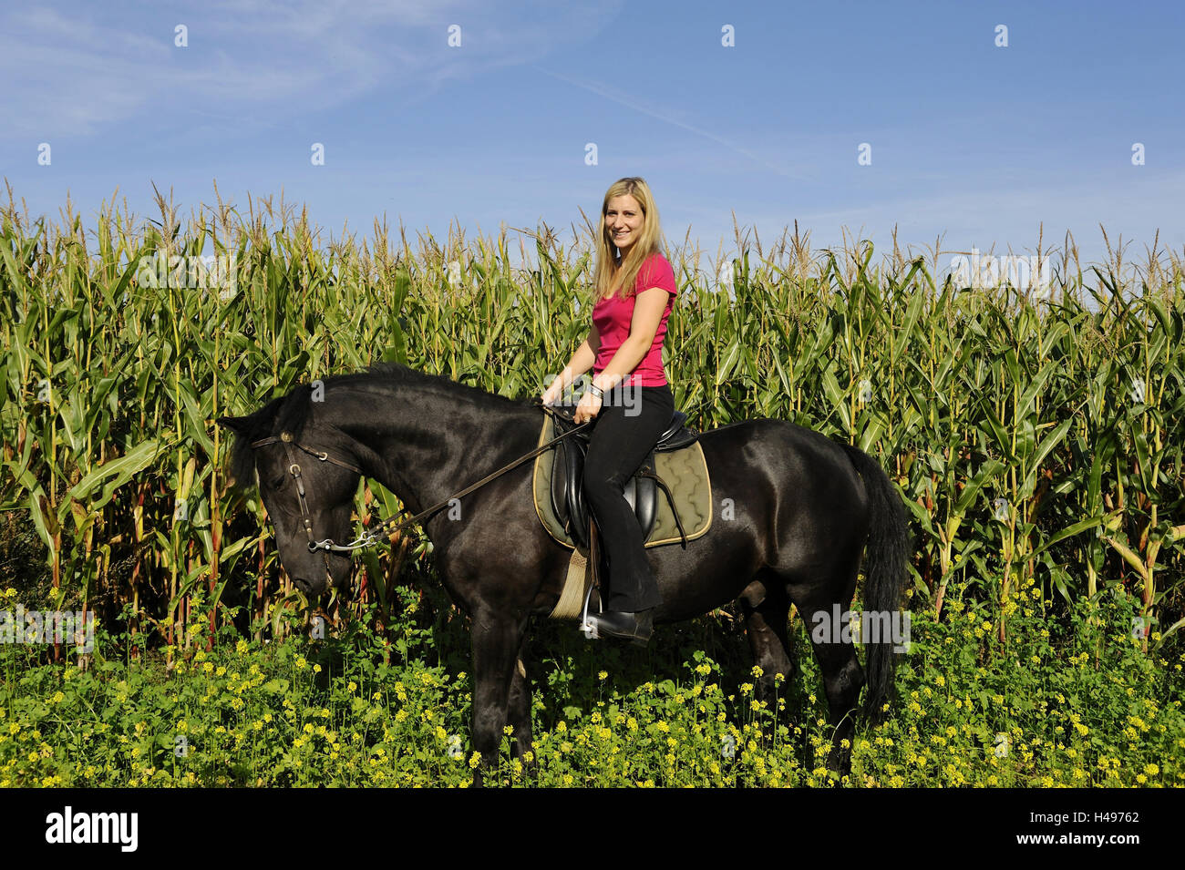 Rider, horse, back, sit, view camera Stock Photo - Alamy