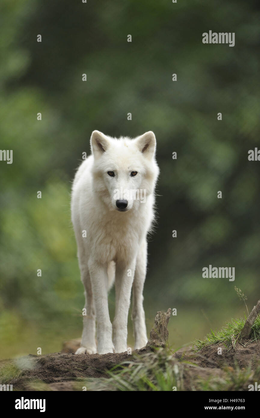 Polar wolf, Canis lupus arctos, stand, head-on, view camera Stock Photo ...