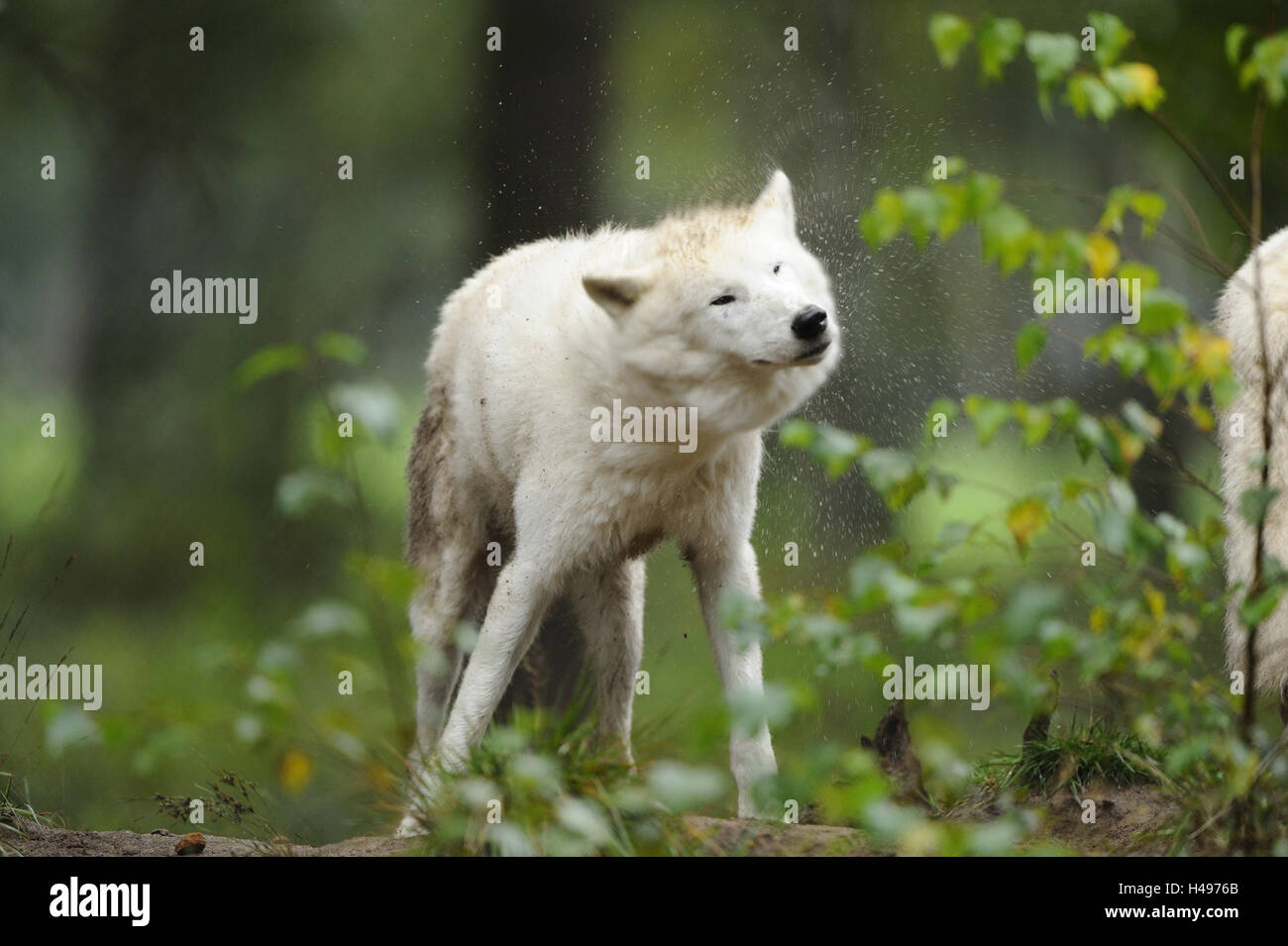 Polar wolf, Canis lupus arctos, stand, shake head-on, view camera Stock ...