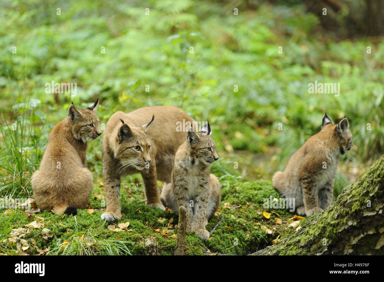 Eurasian lynx, Lynx lynx, mother animal, young animals, view camera ...