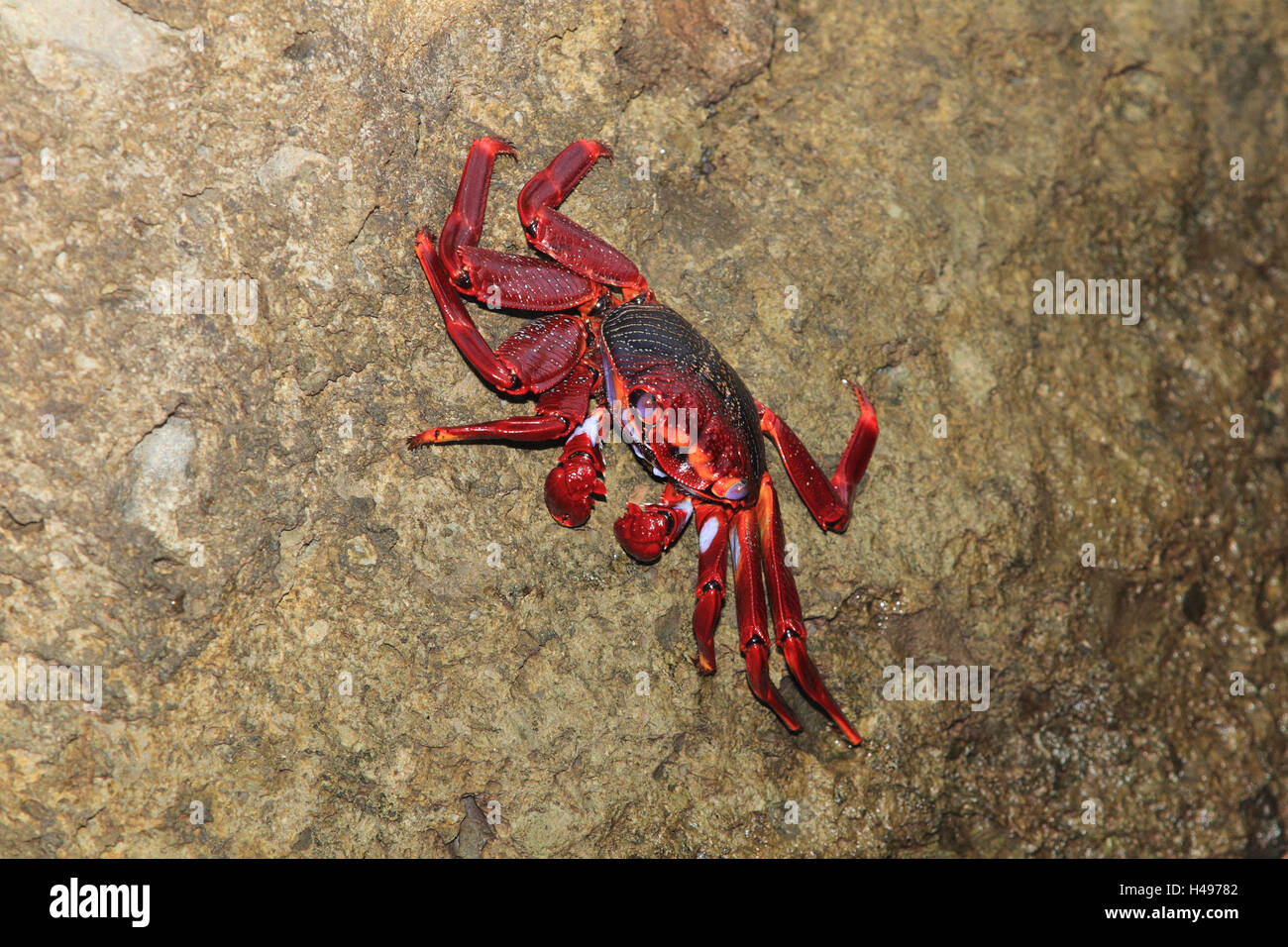 Red cliff crab, medium close-up, cliff crab, crab, landscape format ...