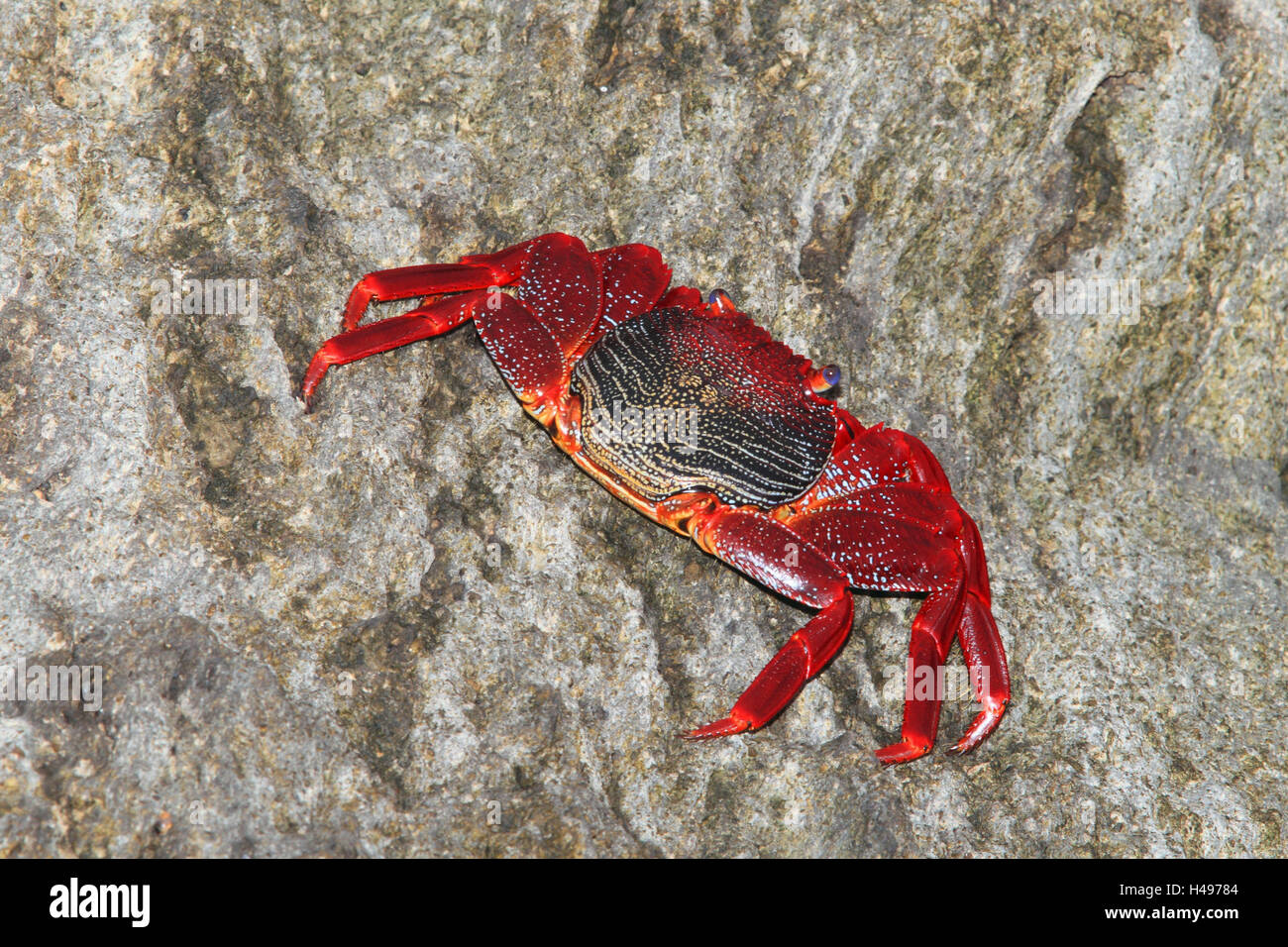 Rock crab hi-res stock photography and images - Alamy
