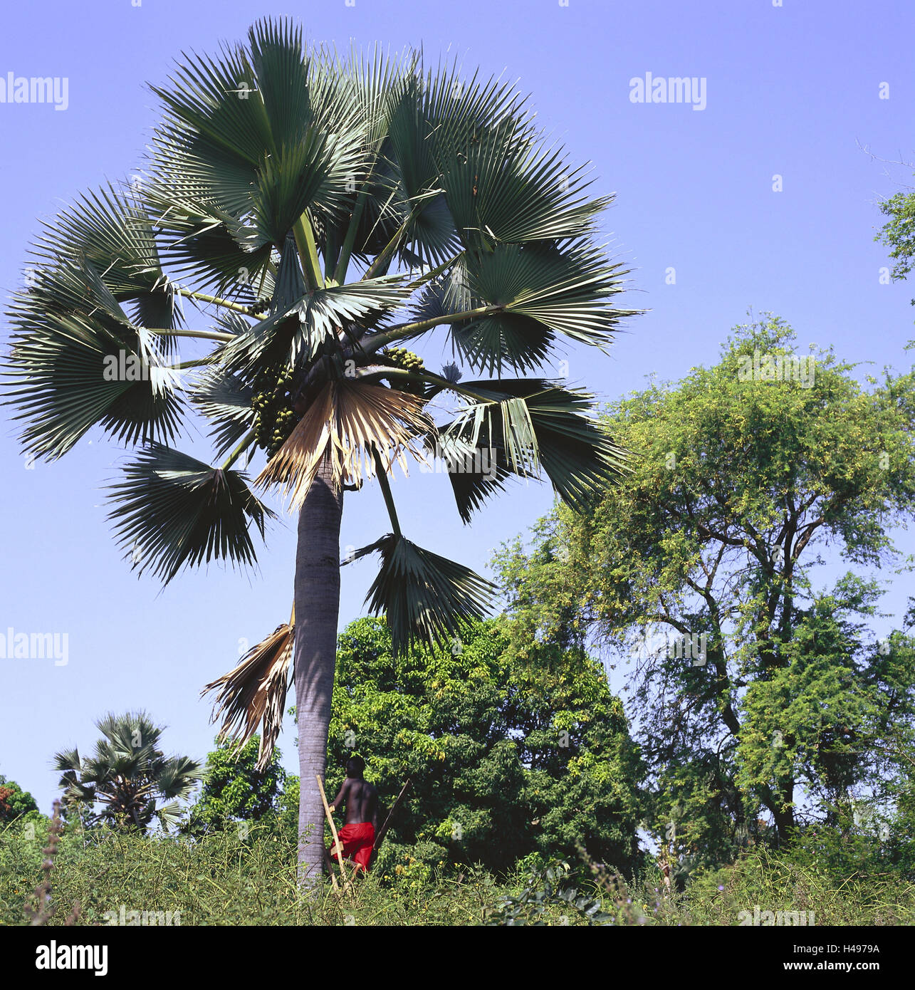 Senegal, to bass Casamance, Niamba Long, man, Ronier palm, harvest ...