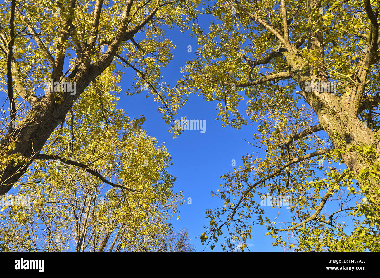 Poplars, treetops, from below Stock Photo - Alamy