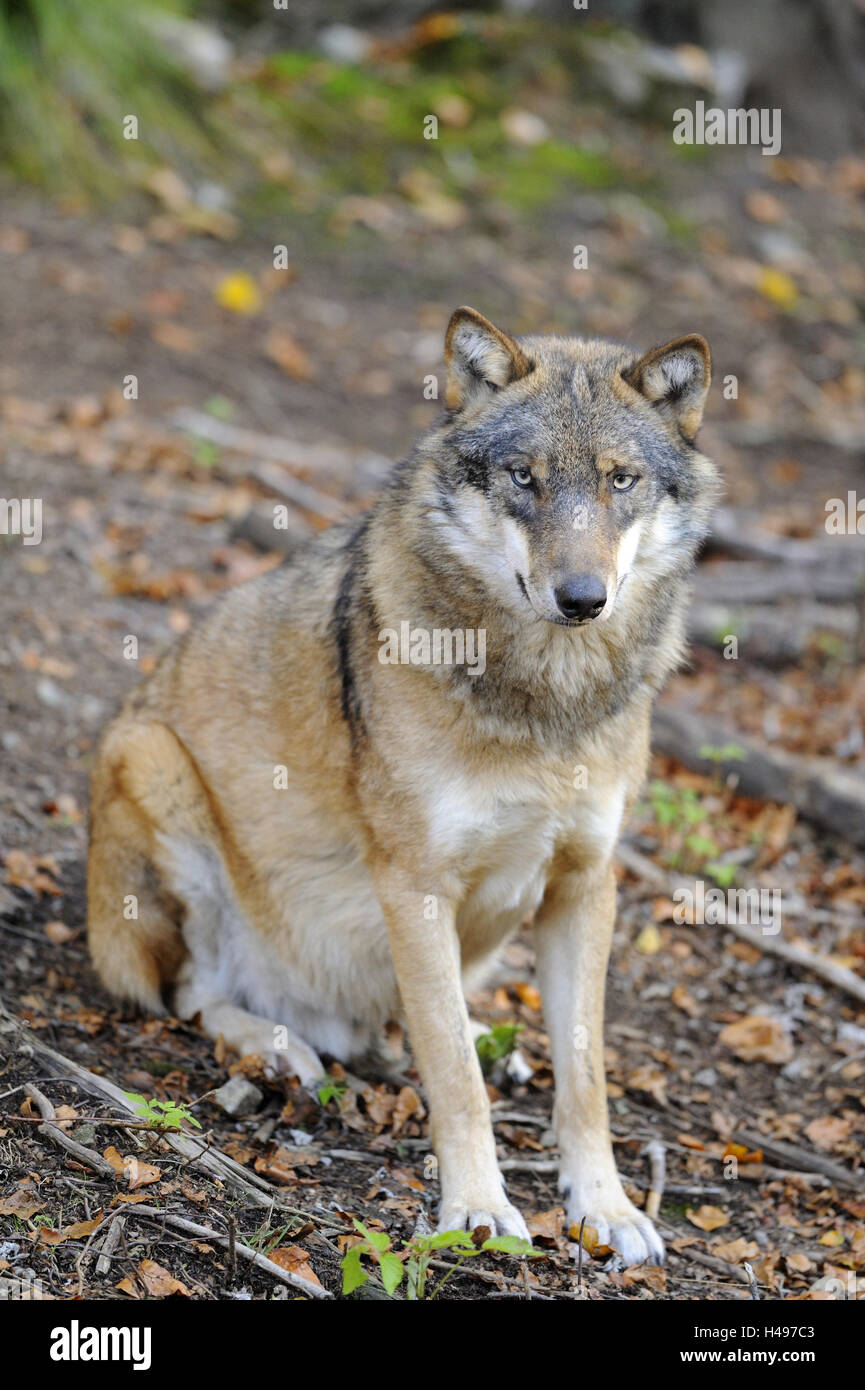 European grey wolf, Canis lupus lupus, head-on, sit, view camera Stock ...