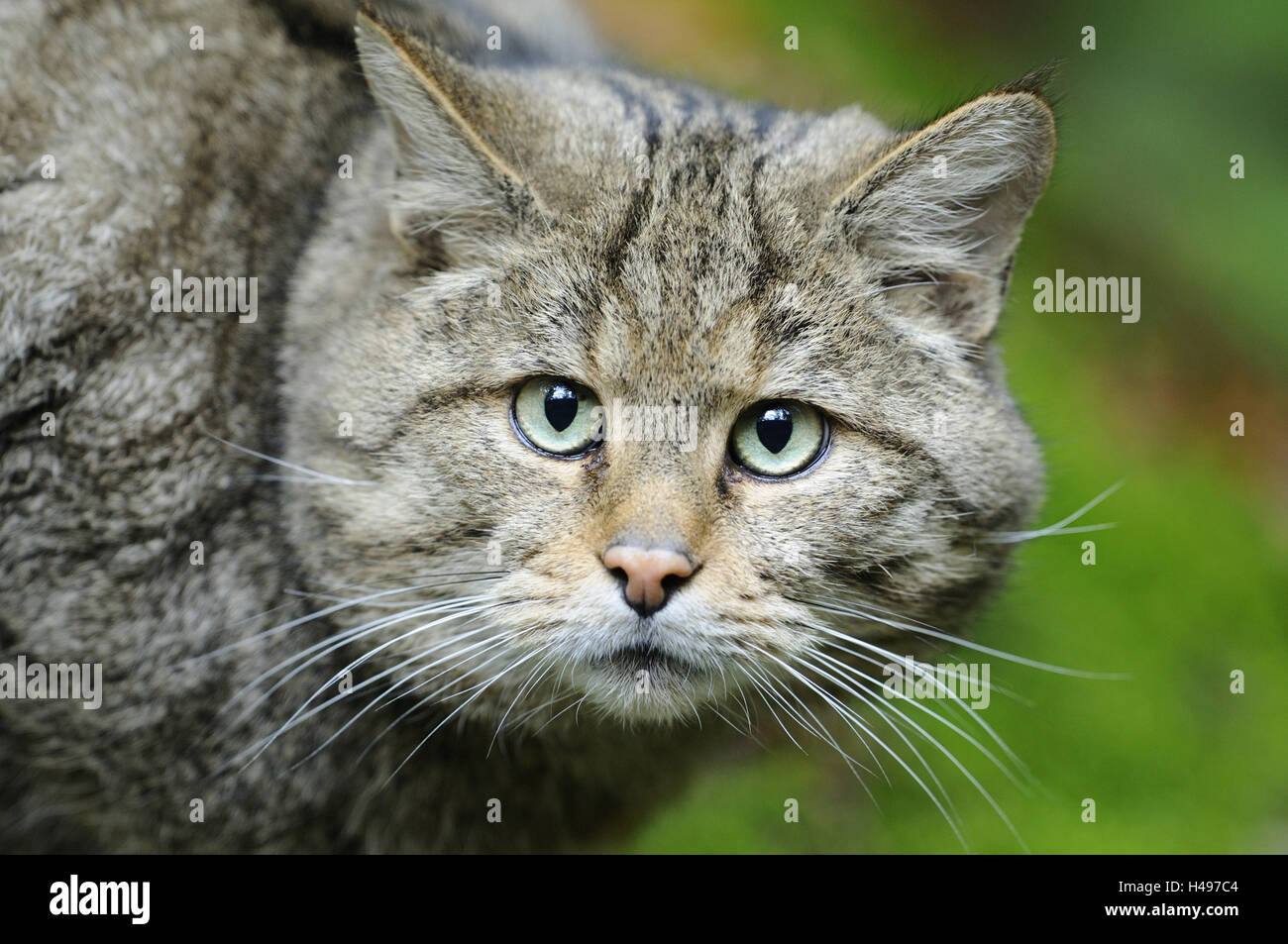 European wildcat, Felis silvestris silvestris, portrait, view camera ...