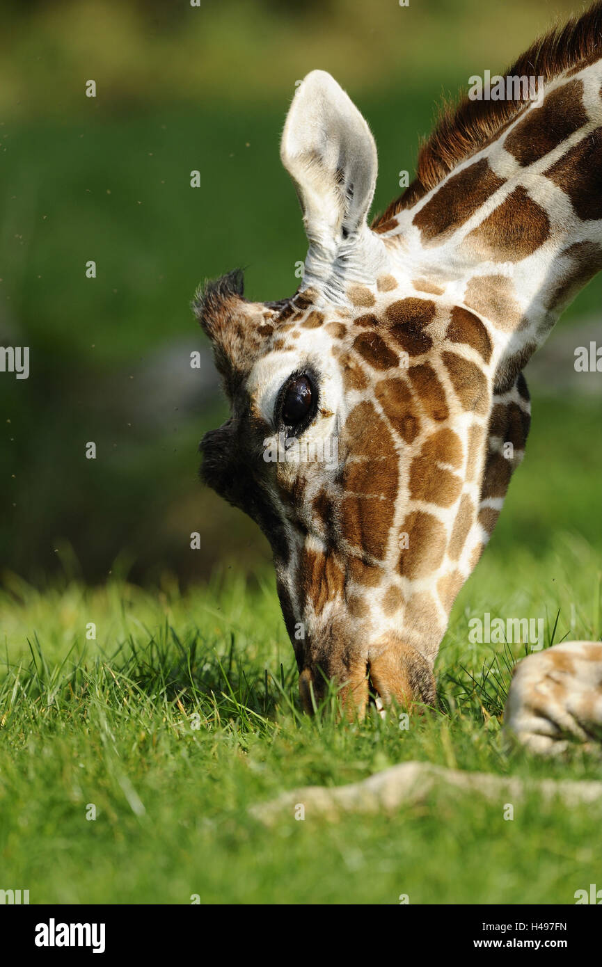 Giraffe side hi-res stock photography and images - Alamy