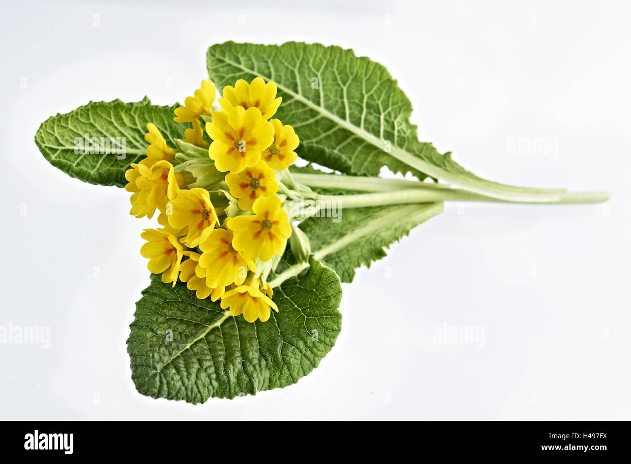 Primrose plant hi-res stock photography and images - Alamy