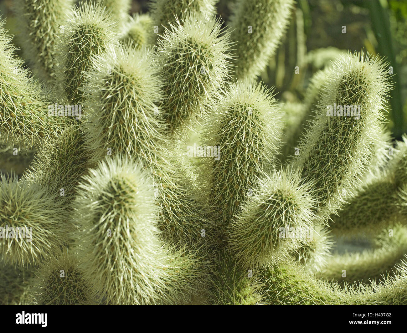 Arizona cactus garden hi-res stock photography and images - Alamy
