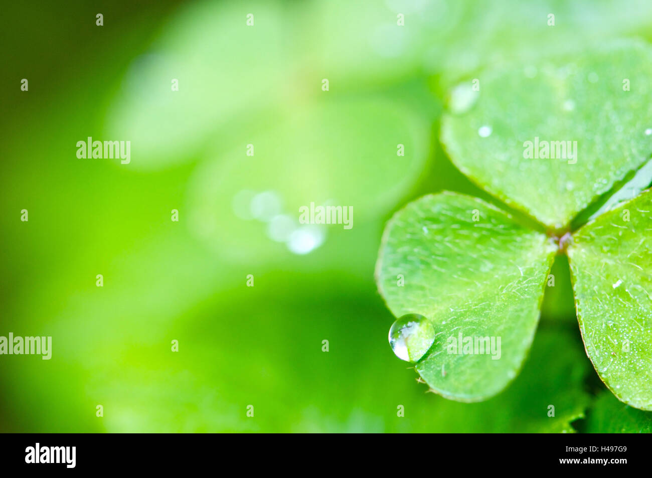 Cloverleaf with raindrop Stock Photo - Alamy