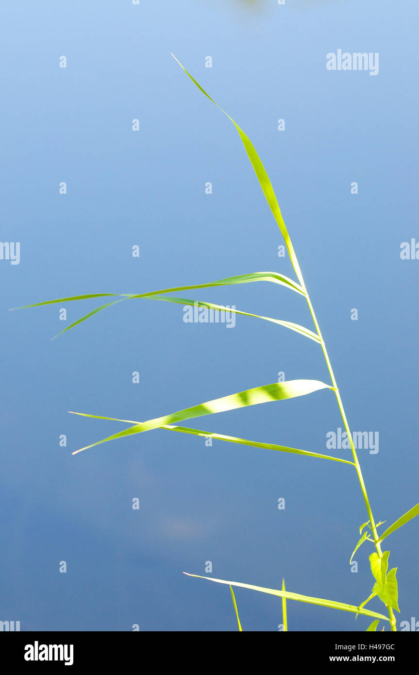 Medium grass hi-res stock photography and images - Alamy