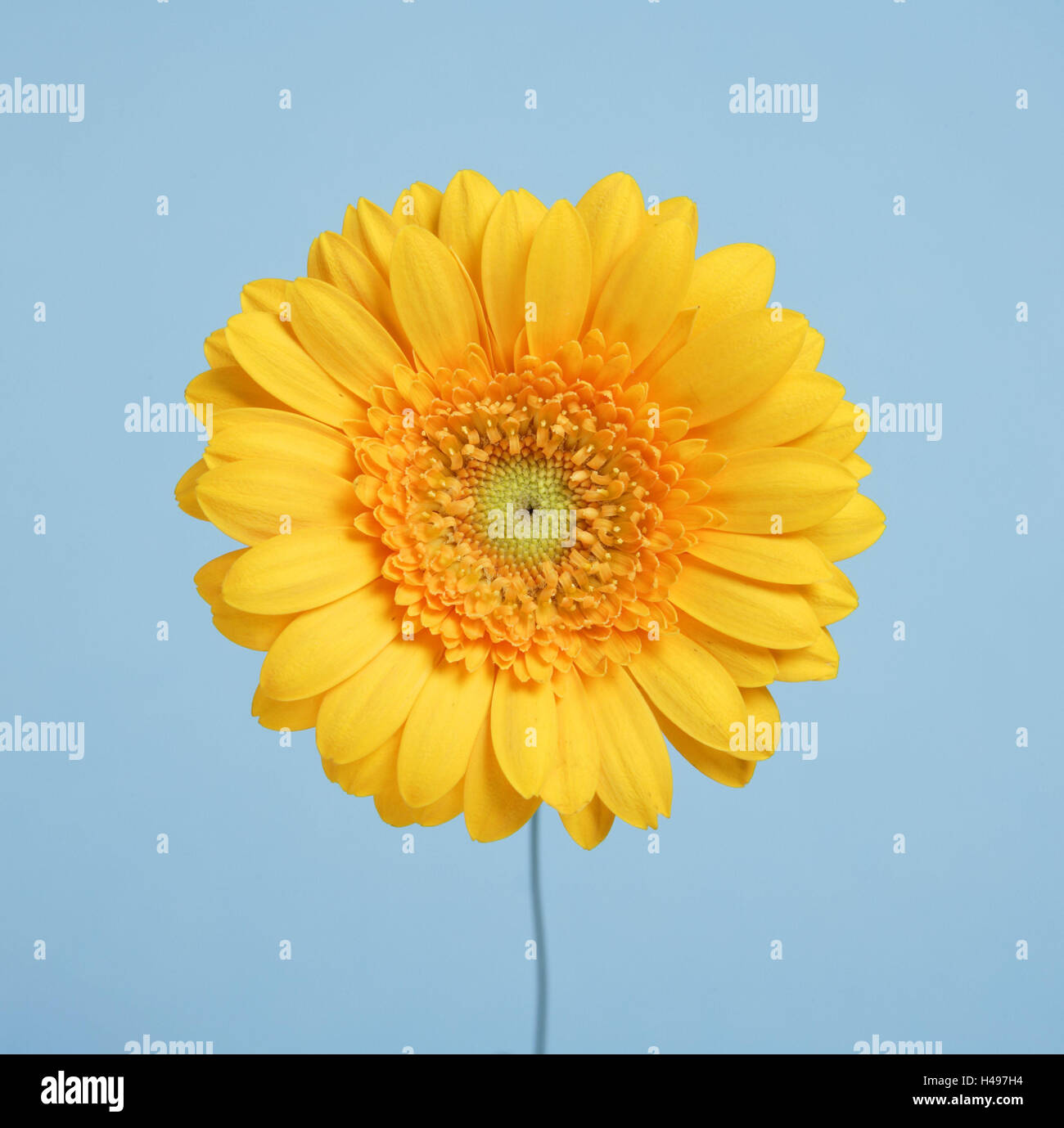Gerbera, blossom, background light blue, flower, cut flower, plant ...