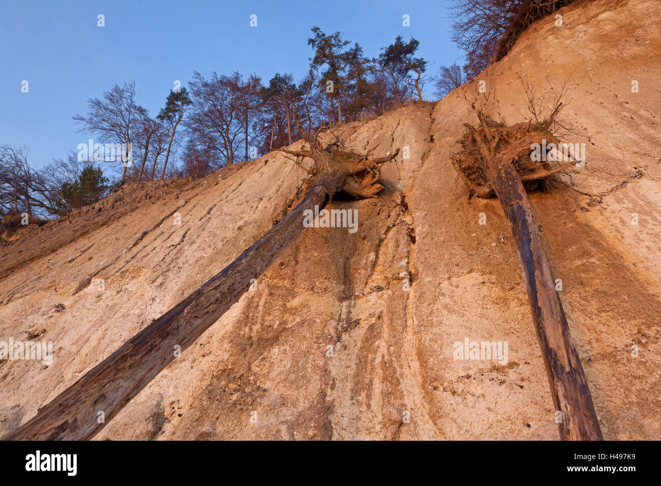 The Baltic Sea, national park Jasmund, chalk rocks, tree abnormal ...