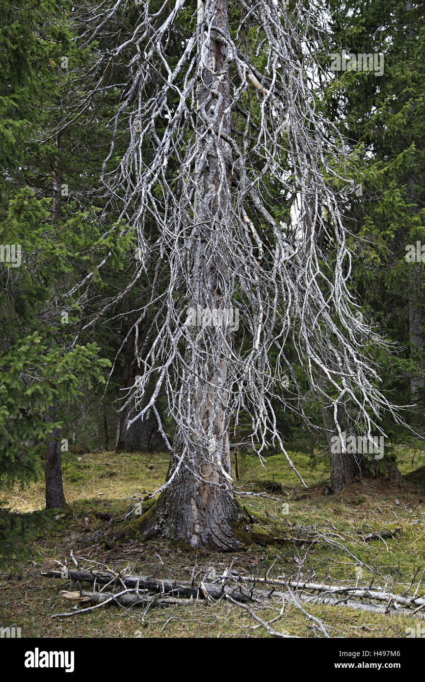 Tree, deadly, icon, death, Germany, Bavaria, Upper Bavaria, wood ...