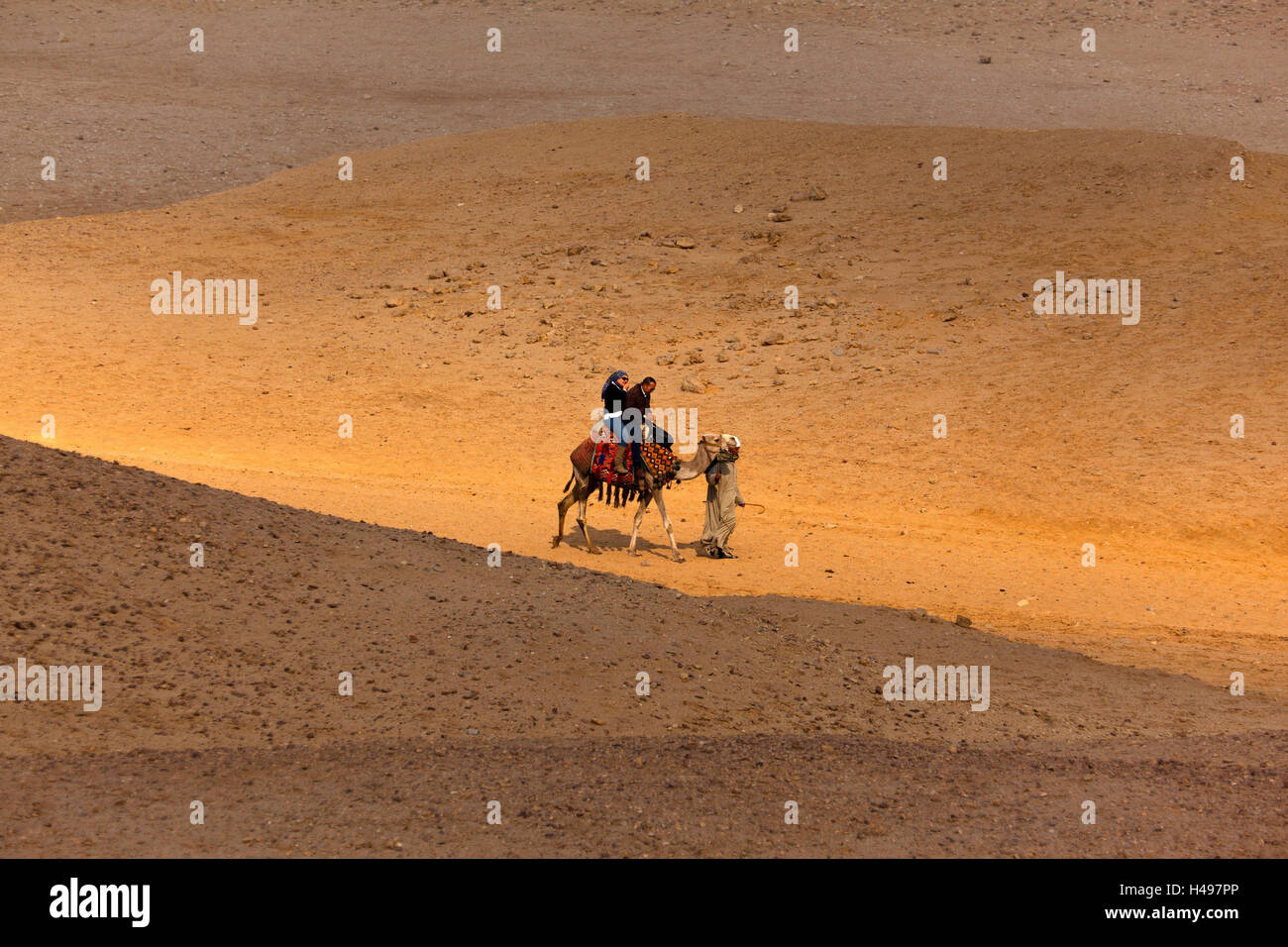 Egypt, Cairo, desert, camel ride Stock Photo - Alamy