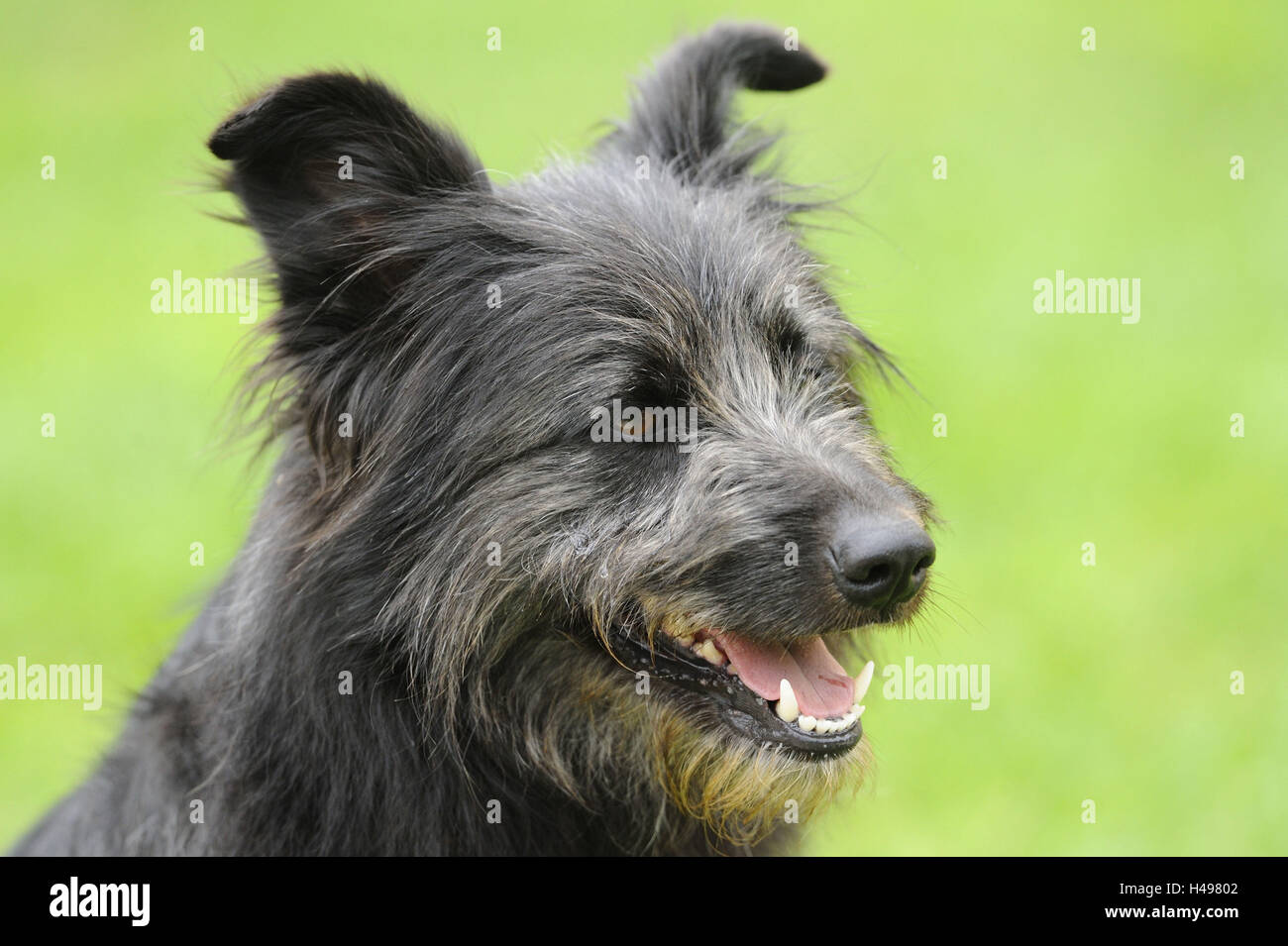 Vertebrate animals hi-res stock photography and images - Alamy