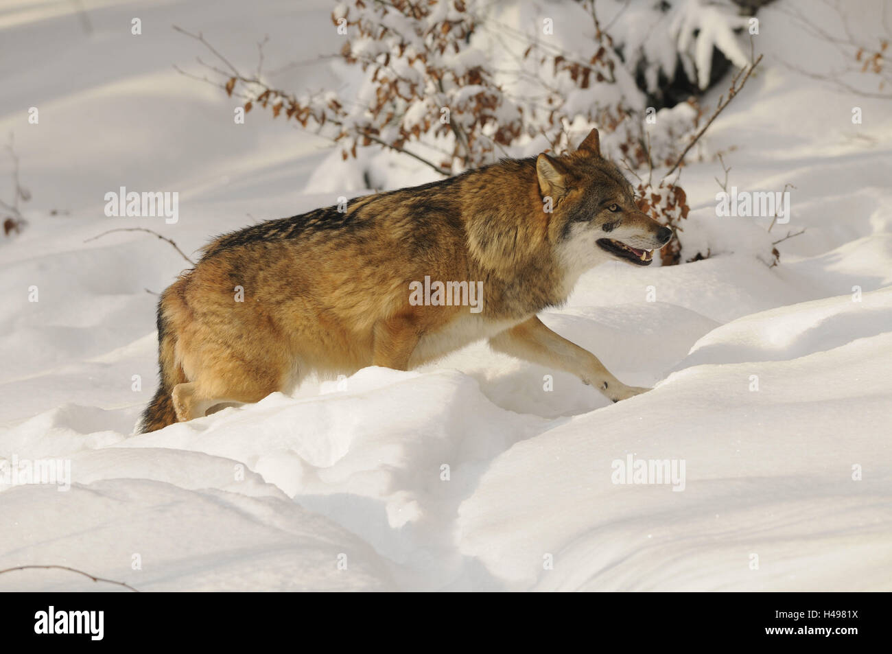 Side wolf pack hi-res stock photography and images - Alamy