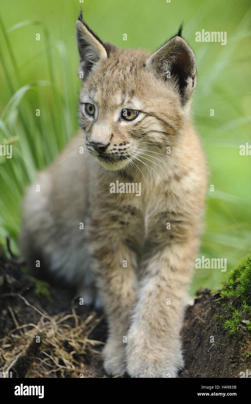 Eurasian lynx, Lynx lynx, young animal Stock Photo - Alamy