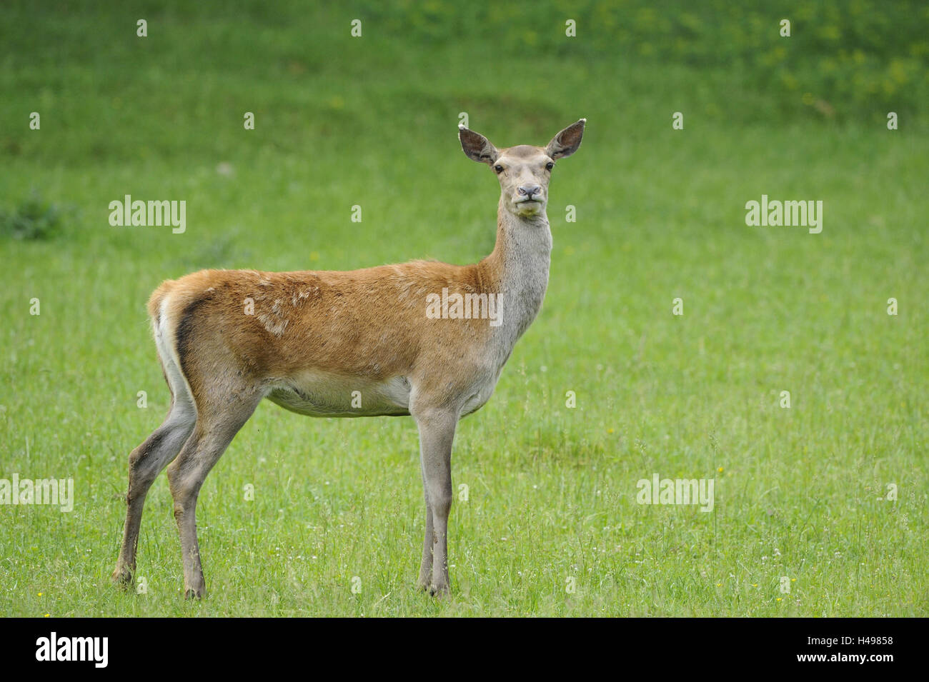 Deer side view hi-res stock photography and images - Alamy