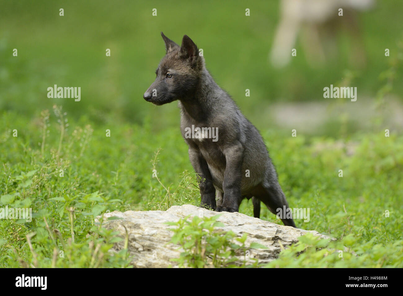 Timberwolf, Canis lupus lycaon, puppy, rock, stand, head-on Stock Photo ...