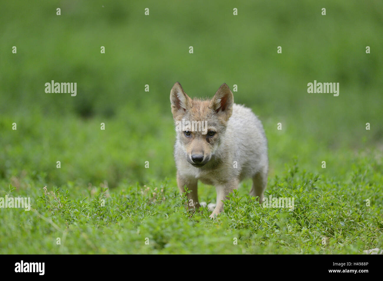 Timberwolf, Canis lupus lycaon, puppy, meadow, stand, head-on, view ...