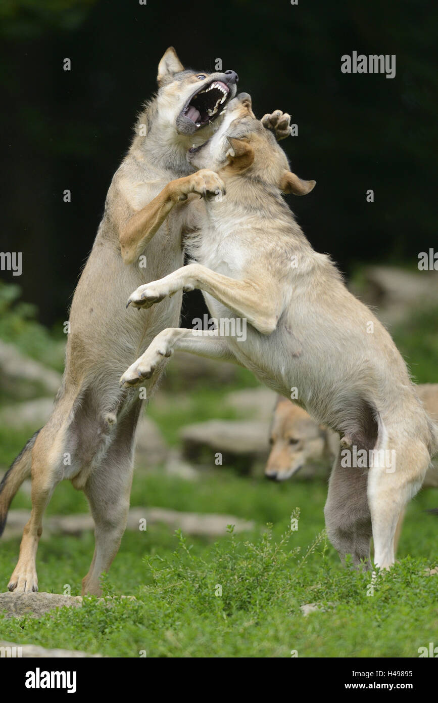 Eastern wolves, Canis lupus lycaon, meadow, standing, fighting, side ...
