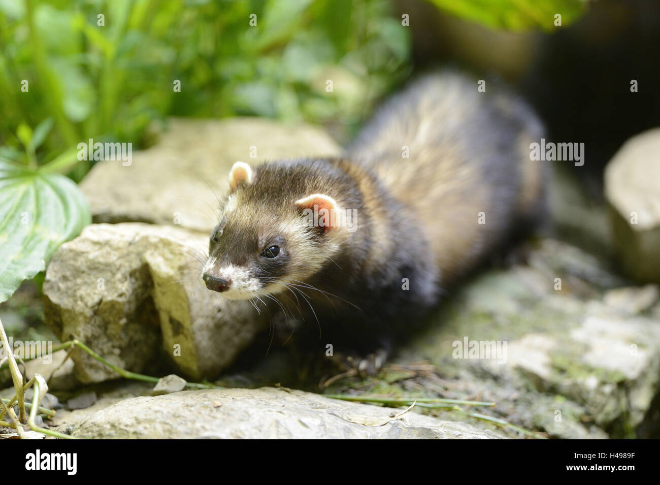European polecat, Mustela putorius, stone, stand, at the side Stock ...