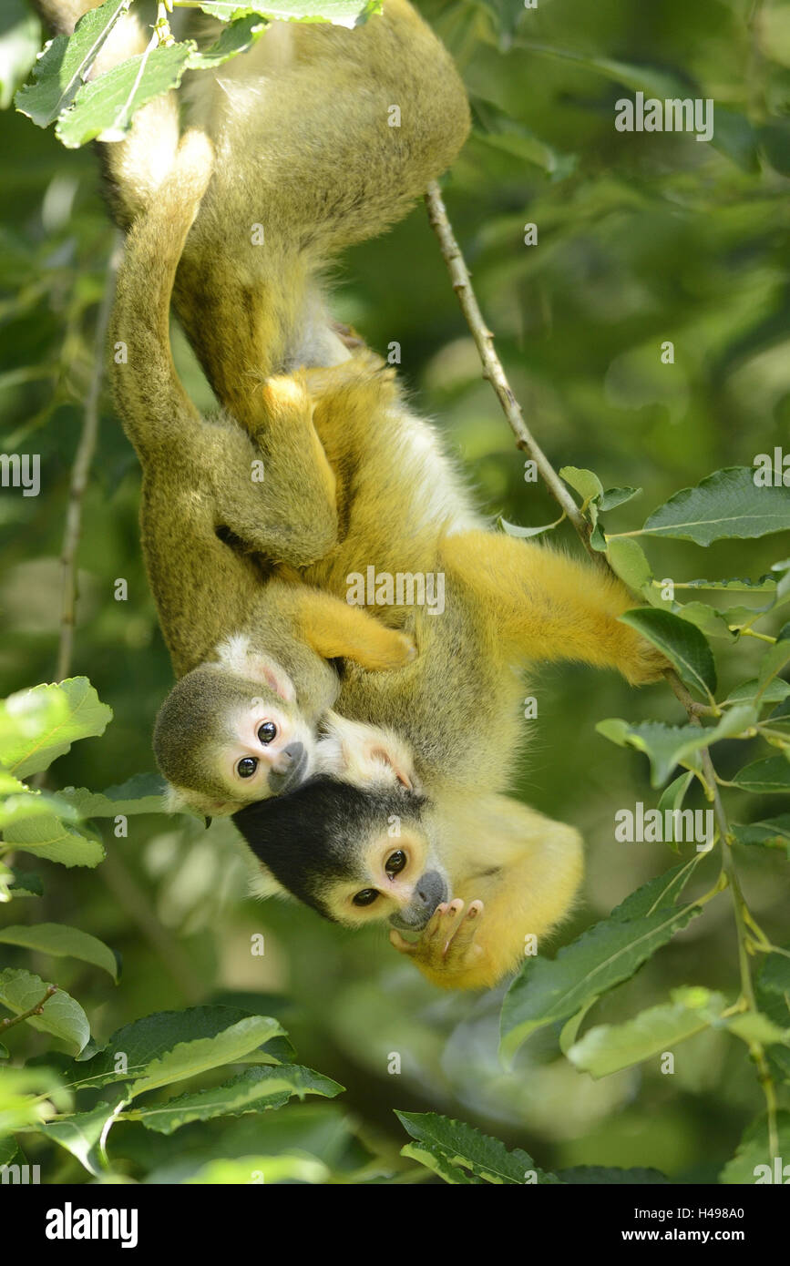 Common squirrel monkeys, Saimiri sciureus, mother animal, young animal ...