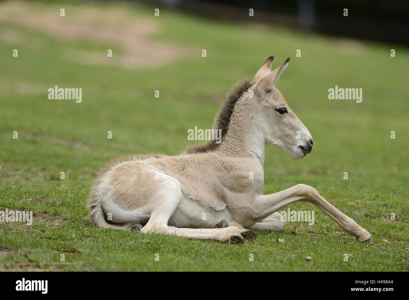 Onager, Equus hemionus, foal, meadow, lying, side view Stock Photo - Alamy
