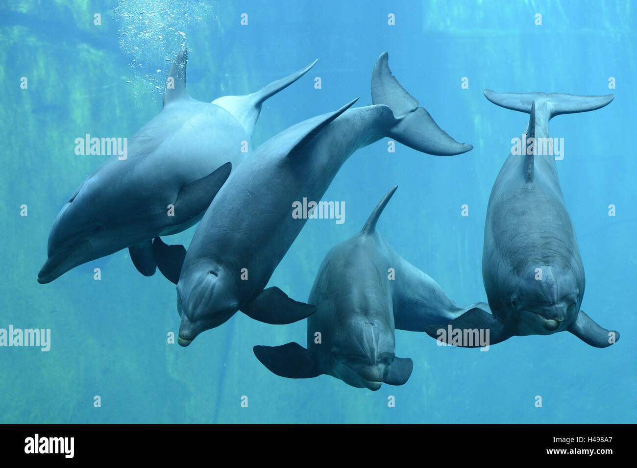 Common bottlenose dolphins, Tursiops truncatus, water, front view, swimming, looking at camera ...