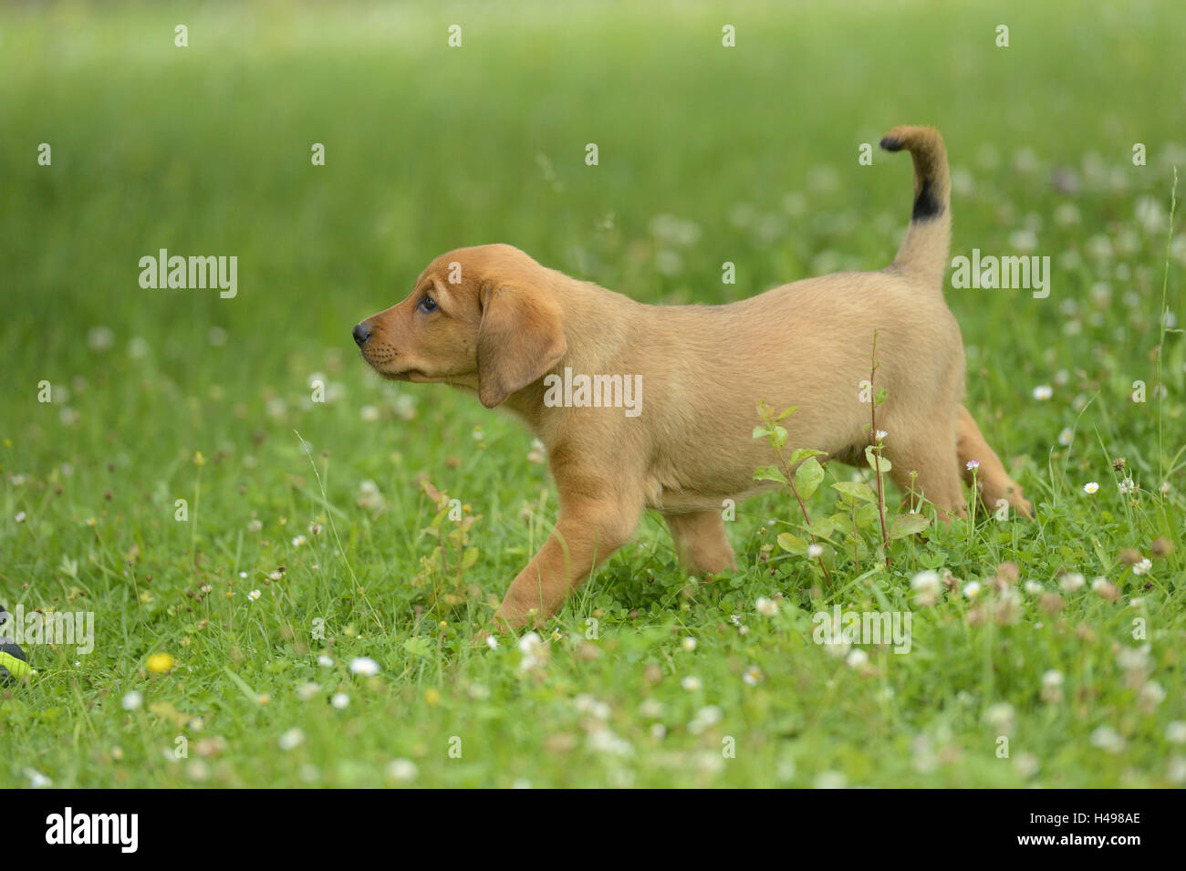 Puppy Running Side View