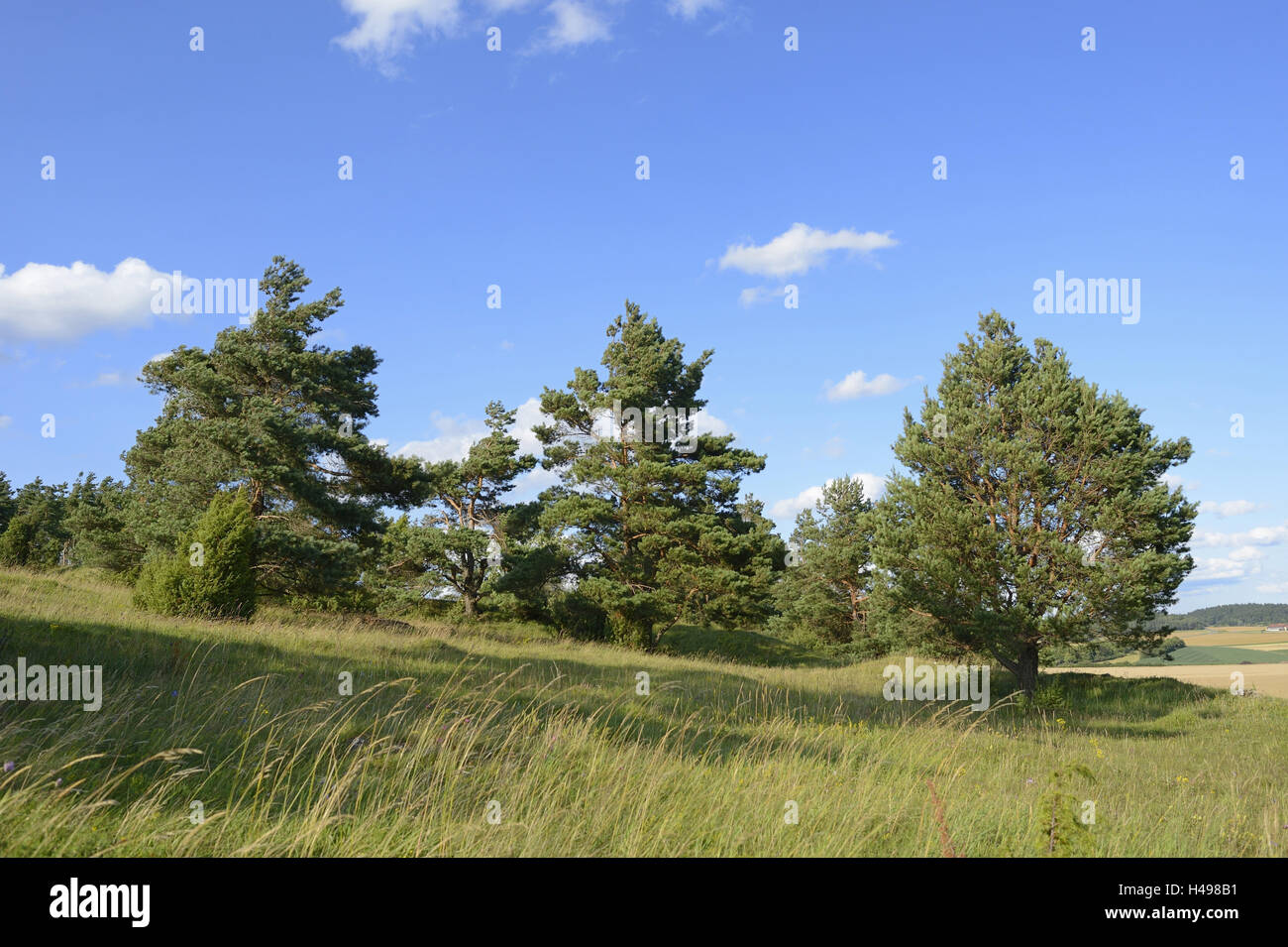 Botany trees scots hi-res stock photography and images - Alamy